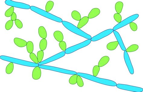 Blastoconidia Over 2 Royalty Free Licensable Stock Vectors And Vector