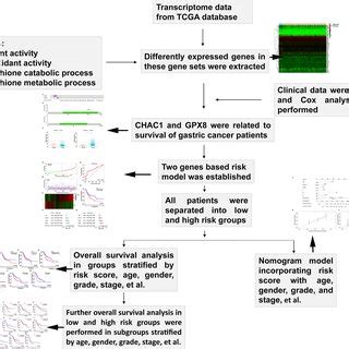 The Flow Chart And The Main Process Of Analysis In This Study Download Scientific Diagram