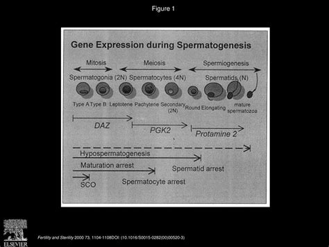 Expression Pattern Of Germ Cellspecific Genes In The Testis Of Patients With Nonobstructive
