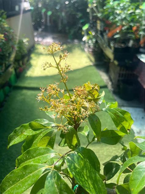 Semi Dwarf Erdon Lee Lychee Tree