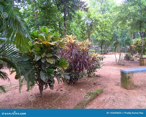 The Collection Of Different Trees And Plants With Different Colors And Different Types Of Shapes