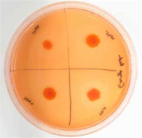 Figure 2 2 From Molecular Characterisation Of Flavobacterium Spp And