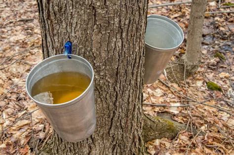 Ways To Eat Maple Syrup Straight From The Tree Tree Journey TradeWorks Revenue System