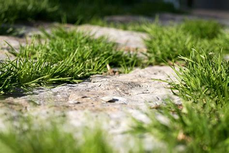 When To Seed Bahia Grass In Florida Storables