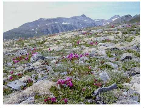 Herbaceous Dwarf Shrub Tundra Rhododendron Camtschaticum Is The