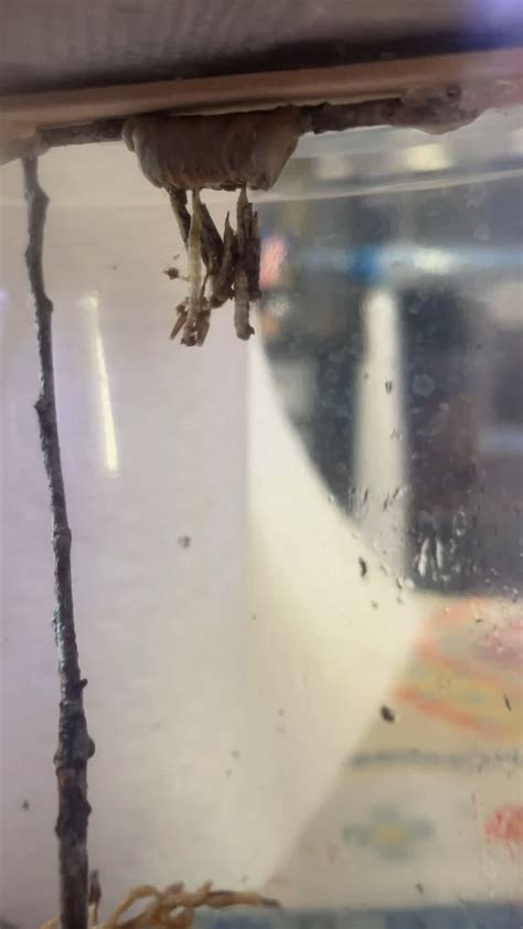 Dragon Mantids Hatching Rprayingmantis