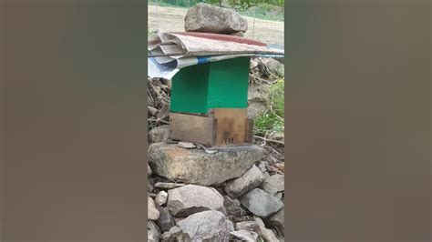 토종벌 분봉유인봉에붙은 벌바로 벌통에 옮겨 보았다자리를 잡고 눌러 앉을지 지켜보자 Youtube