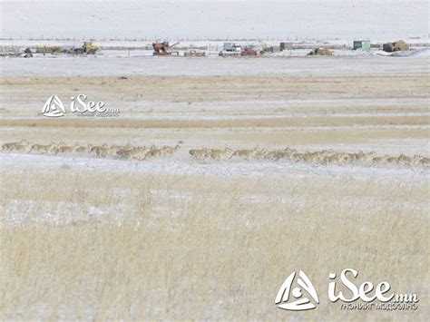 Гэрийнхээ гадаа тоглож байгаад сураггүй алга болсон хоёр настай охиныг эрэн хайж байна Isee Mn