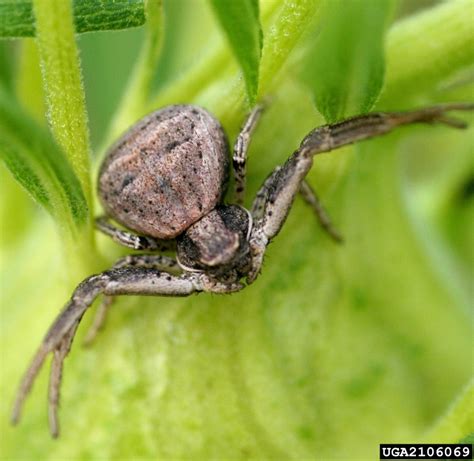 Crab Spider Facts How To Get Rid Of Crab Spiders