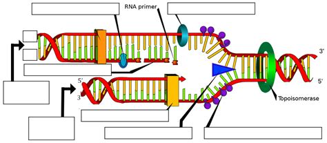 Dna Ligase Diagram