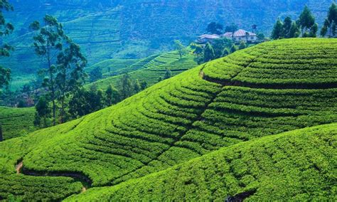 Sri Lankas Tea Country