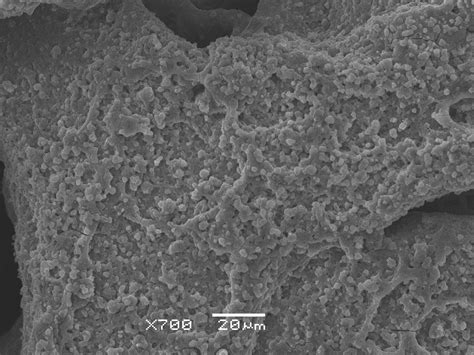 Report Fabrication And Investigation Of Porous Tin Oxide Anodes For Li