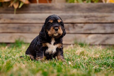 Black And Tan Tri Color English Cocker Spaniel Peanut Spaniels