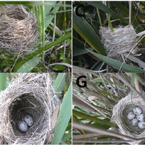 Pdf Nest Site Choice And Breeding Success Among Four Sympatric