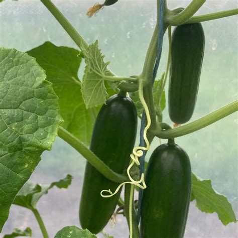 Mini Cucumber Seeds Snack F1 Snack Variety
