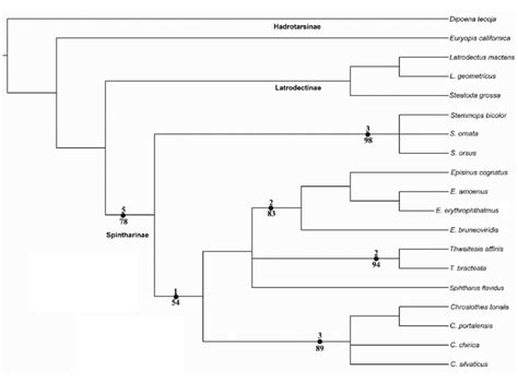 Tree From The Successive Weighting Analysis With Rc As Character