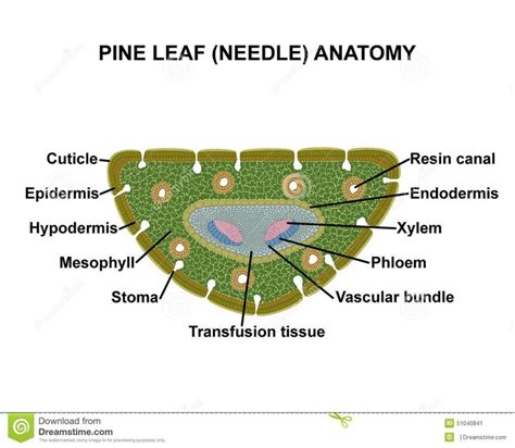 Pine Leaf Needle Anatomy Pine Leaf Biology Worksheet Creative