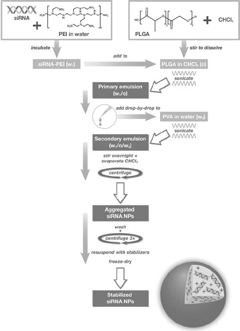 Schematic Representation Of Synthesis Of Sirna Encapsulated Poly D Download Scientific