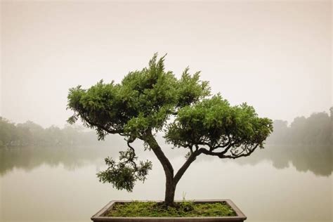 El Fascinante Simbolismo Del Rbol Bons I Historia Y Significado Del