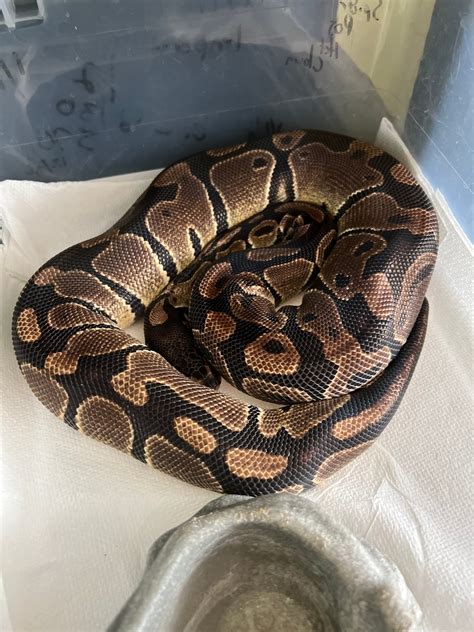Import Ball Python By Paratrooper Pythons Morphmarket