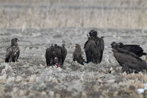 윤순영의 자연의 벗 ‘진객 초원수리 기러기 잡으러 6000㎞ 날아 강화도 왔다
