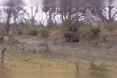 两条猎狗准备围捕疣猪，这疣猪的防御能力还是很警觉的猎狗围捕警觉