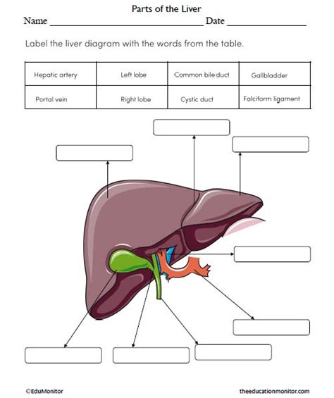 Structure Of The Liver Science Worksheet For Grade Science Worksheets Language Arts