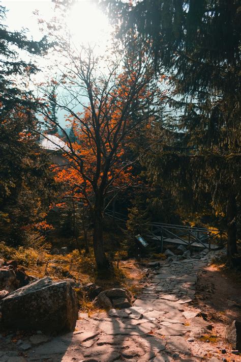 나무를 배경으로 숲속의 길 사진 Unsplash의 무료 나무 이미지