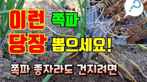 쪽파에 고자리파리 구더기발생 노랗게 변한 쪽파 뽑아주세요 쪽파 고자리파리 방제하기 살충제 뿌리는방법 Youtube