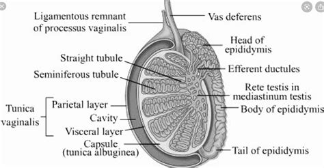 Primary Sex Organs Testes Diagram Quizlet