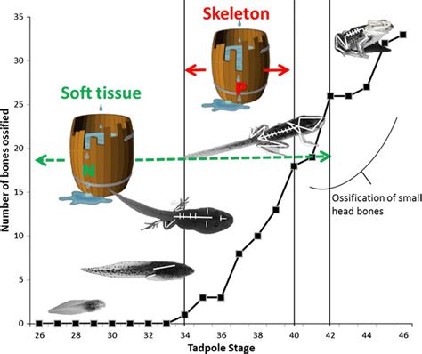Depicts The Number Of Different Bones Ossified At Each Developmental Download Scientific