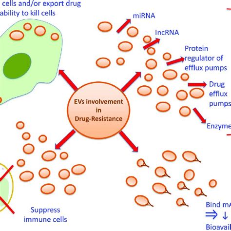 Studies Of Drug Resistant And Drug Sensitive Prostate Cancer Cells As