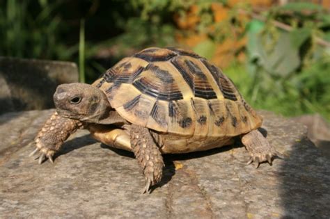 Terrarium-Welt.de - Vieles rund um die Haltung verschiedener Reptilienarten