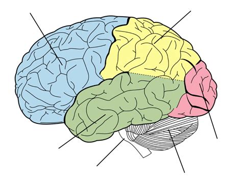 Brain 1 Diagram Quizlet