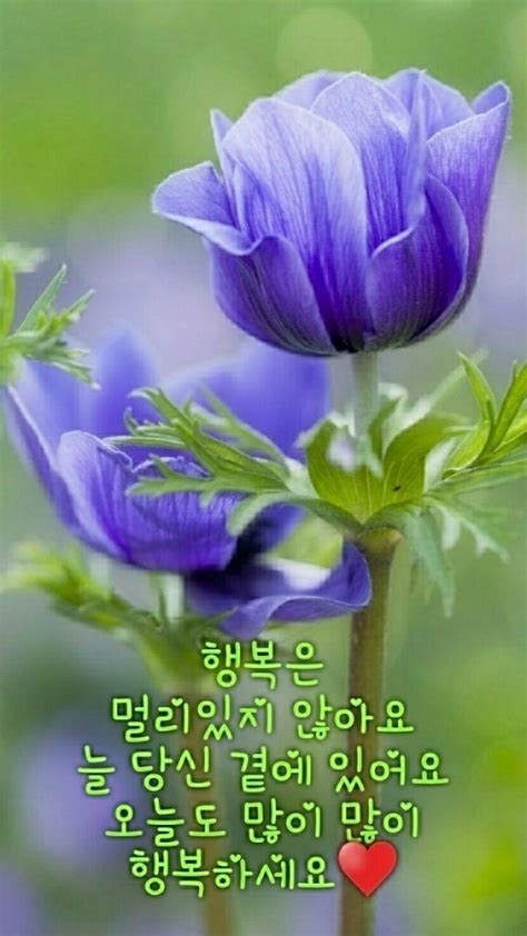 🎀좋은 아침입니다~~~ 자유게 캐시피드