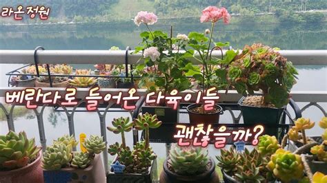 240524 실외기 위에 있던 다육이들 ~~🌱🌸 화상 입었던 연봉 페리도트 석연화 핑크프리티 다육 다육식물 다육이succulent Korean