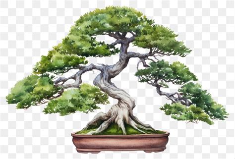 Tree Root PNG Images Free Photos PNG Stickers Wallpapers Backgrounds Rawpixel