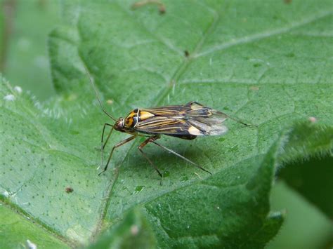 Striped Oak Bug Calocoris Striatellus British Nature Guide