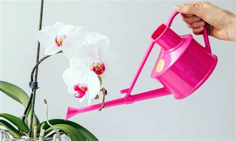 Як поливати орхідею щоб вона цвіла