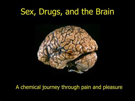 PPT Sex Drugs And The Brain PowerPoint Presentation Free Download ID