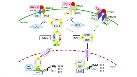 Interferon Ifn Dependent Ifn Stimulated Gene Isg Transcription Download Scientific