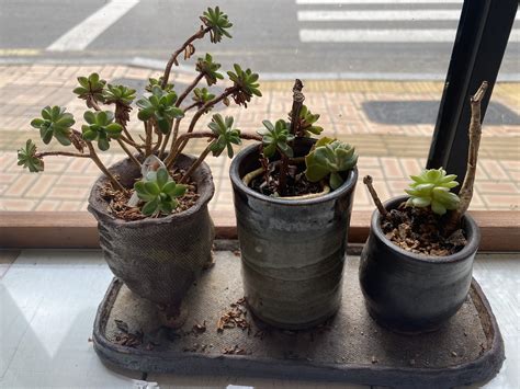 다육식물 다육이 Pixabay의 무료 사진