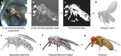 The Neuromechfly Model Neuromechfly Documentation