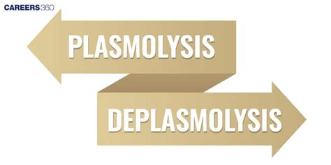 Plasmolysis And Deplasmolysis Stages Types And Examples
