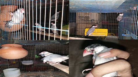 একটি খাঁচায় কয় জোড়া জাভা পাখি পালন করা যায় কলোনিতে জাভা পাখি পালন Java Youtube