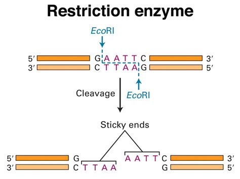Restriction Enzymes Recombinant Dna