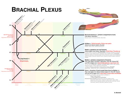 Healthnotes On Twitter Brachial Plexus And Some Clinical Correlations