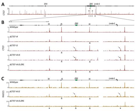deletions of ctcf binding sites result in ectopic ctcf and cohesin