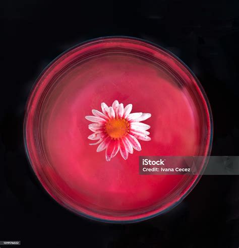 원형 아름다운 추상화 개념 물에 떠있는 하나의 흰색 데이지 흐린 빨간색과 검은 색 배경에 빨간색 아크릴 페인트로 덮여 0명에 대한 스톡 사진 및 기타 이미지 Istock