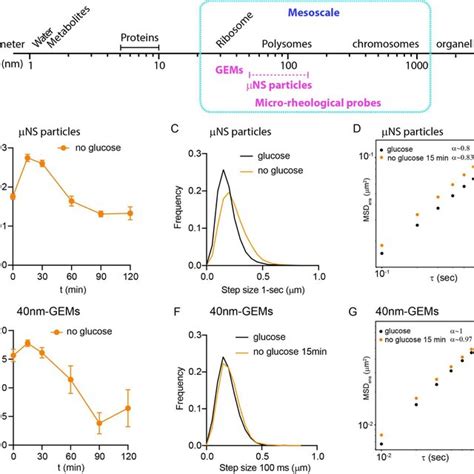 Formation Of P Bodies Increases The Mesoscale Particle Diffusivity Upon Download Scientific